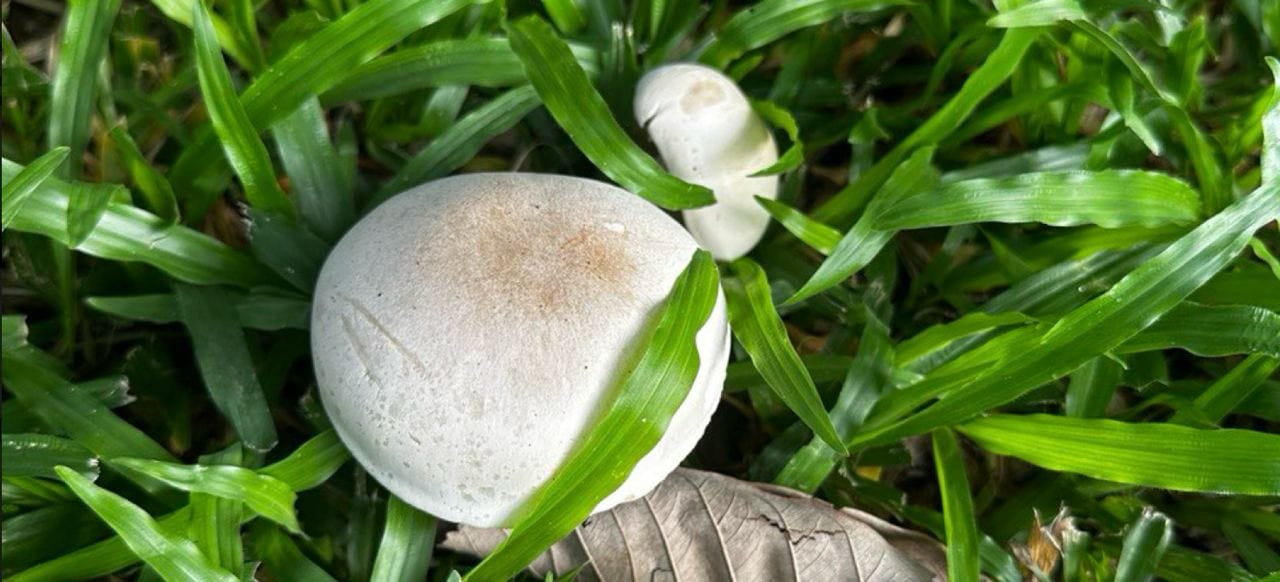 Resolving Title Generation Issues In Chatgpt Next Web With Openai Key Limited To Gpt 4o Only